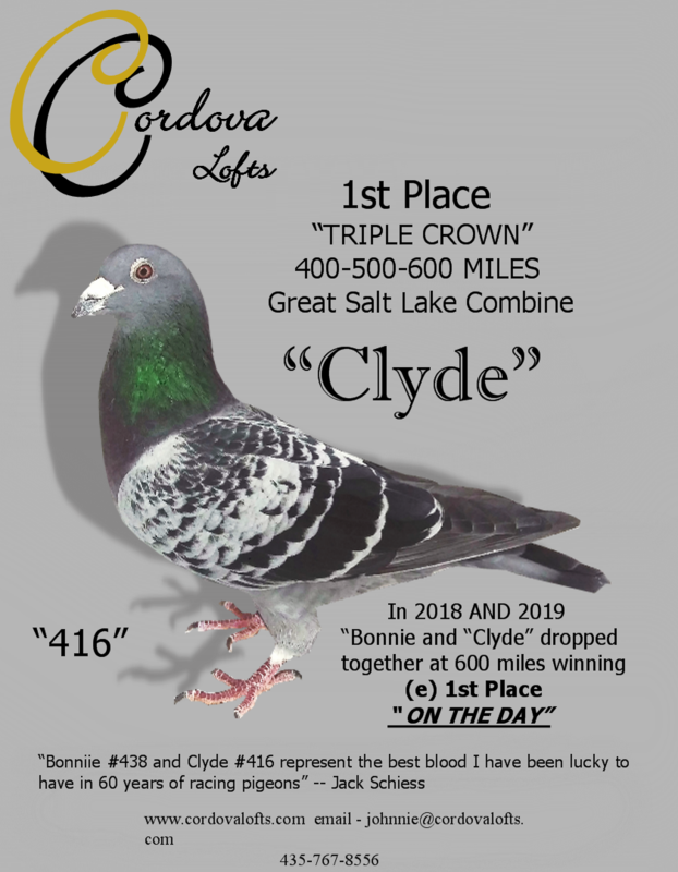 CORDOVALOFTS..CHAMPION LONG DISTANCE RACING PIGEONS